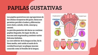 Presentación de la Anatomía de la Lengua | PDF