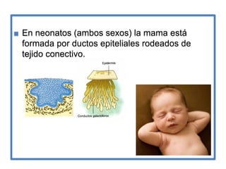 Anatomia de la mama | PDF