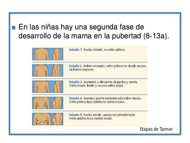Anatomia de la mama