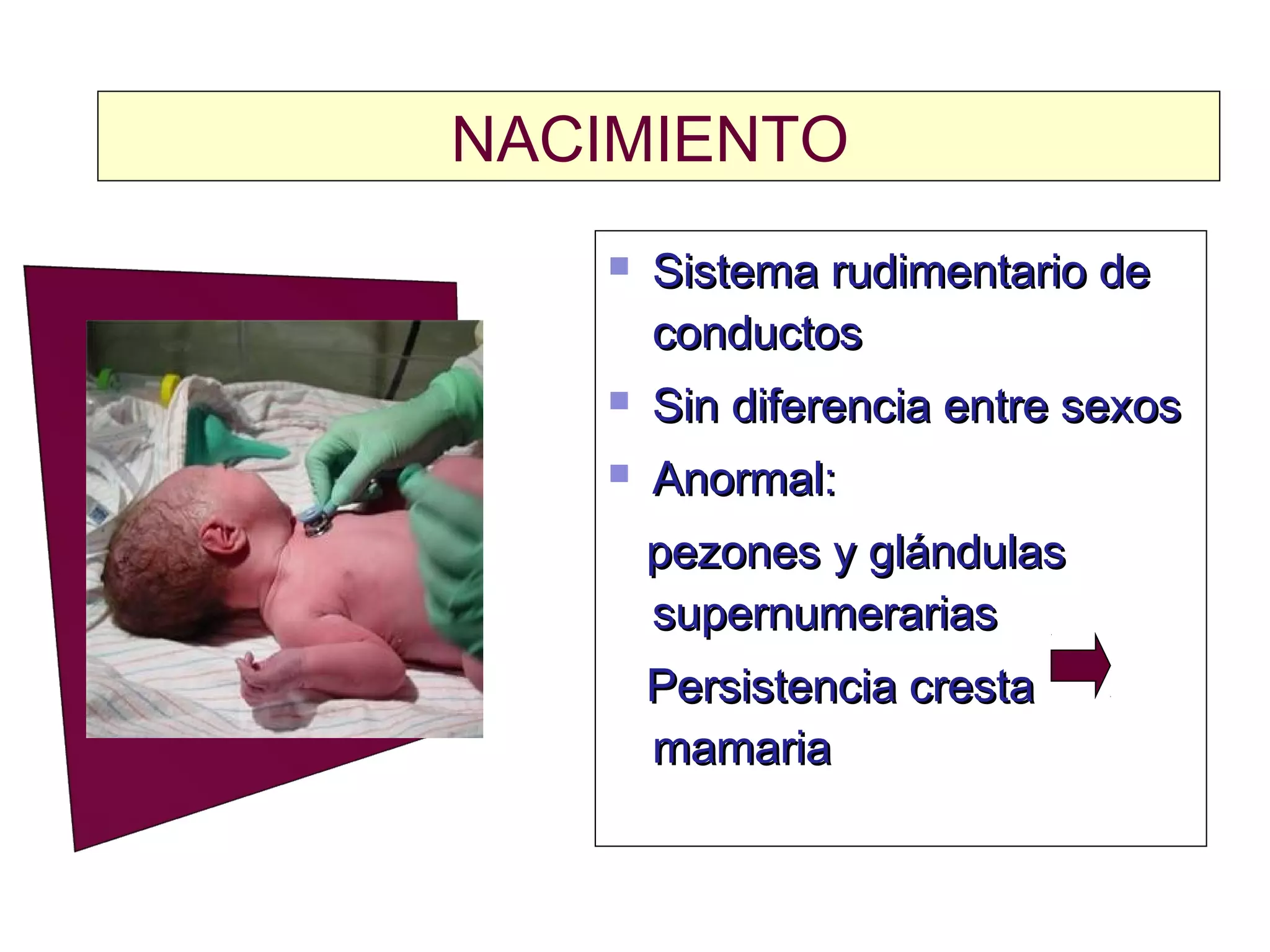 Anatomia de la mama | PPT