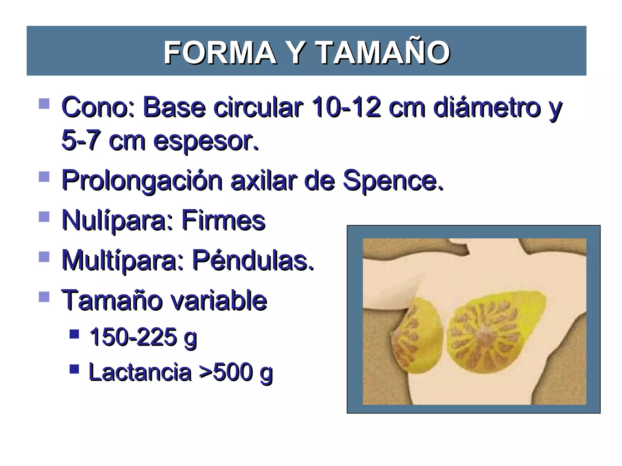 Anatomia de la mama | PPT