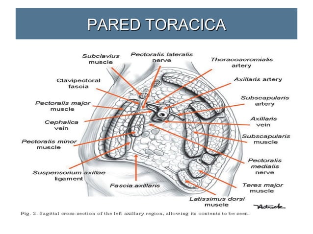 Anatomia de la mama | PPT