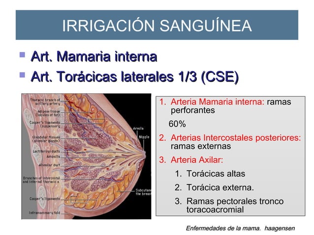 Anatomia de la mama | PPT