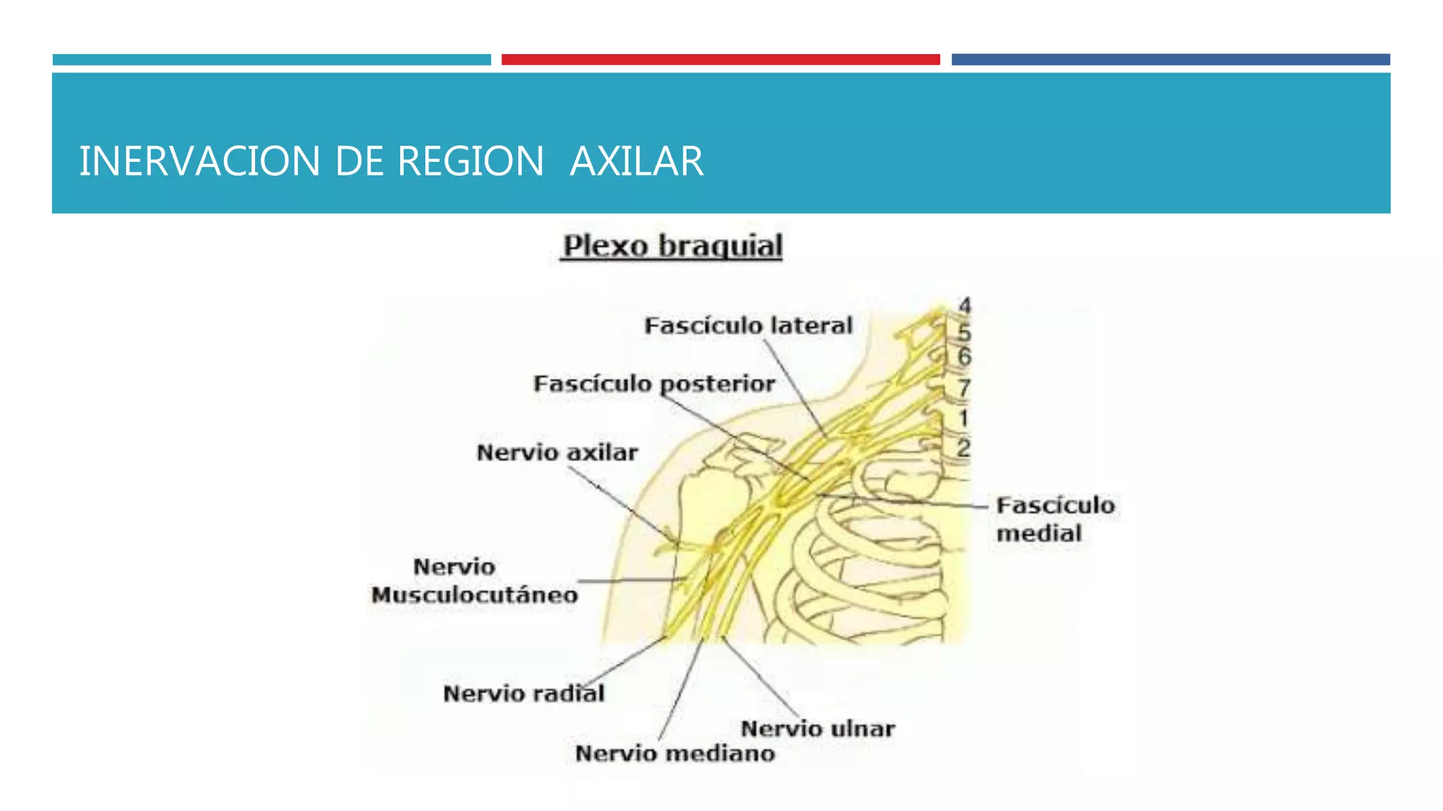 Anatomía de la mama y región axilar | PPTX