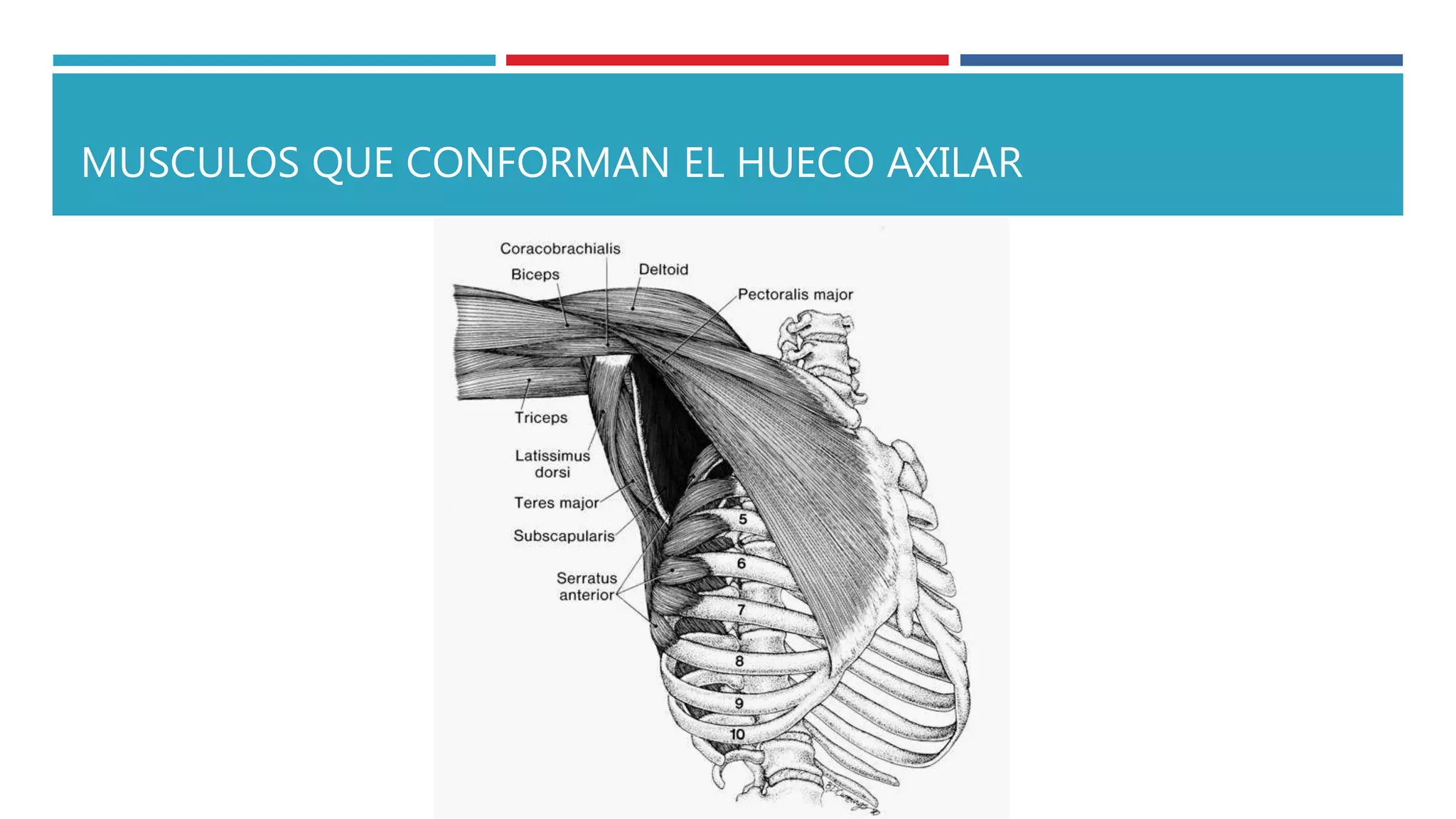 Anatomía de la mama y región axilar | PPTX