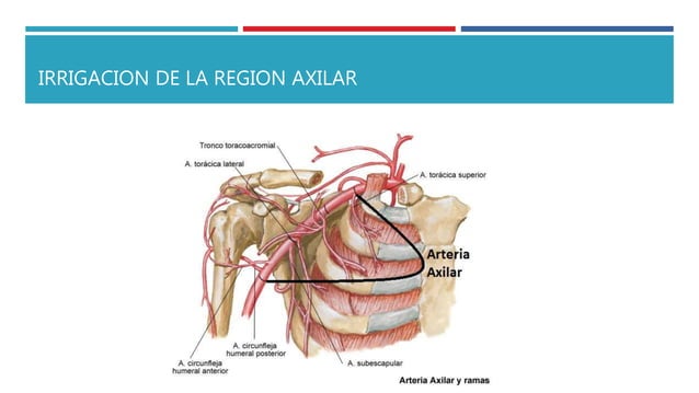 Anatomía de la mama y región axilar | PPTX