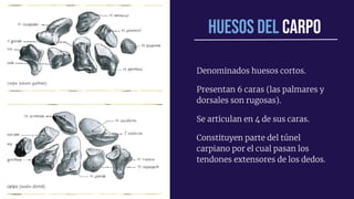 Anatomia_de_la_Mano_Huesos_del_Carpo.pptx