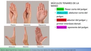 ANATOMIA DE LA MANO, INVERVACION, IRRIGACION | PPTX