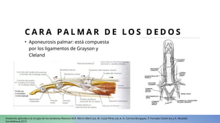 ANATOMIA DE LA MANO, INVERVACION, IRRIGACION | PPTX