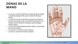 ANATOMIA DE LA MANO, INVERVACION, IRRIGACION | PPTX