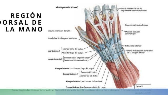 ANATOMIA DE LA MANO, INVERVACION, IRRIGACION | PPTX