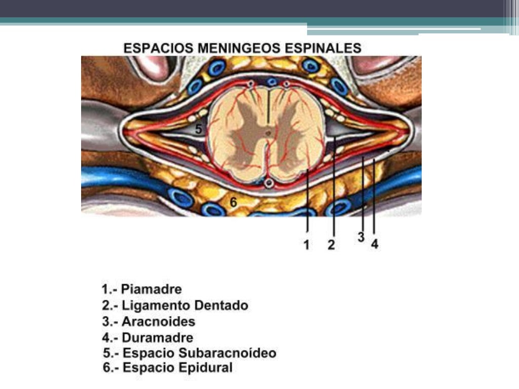 Anatomia de la medula espinal y meninges