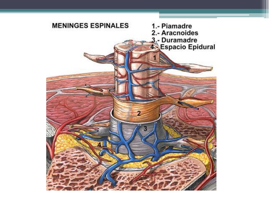 Anatomia de la medula espinal y meninges
