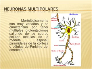 Anatomia de la neurona | PPT