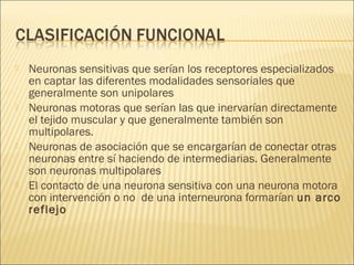 Anatomia de la neurona | PPT