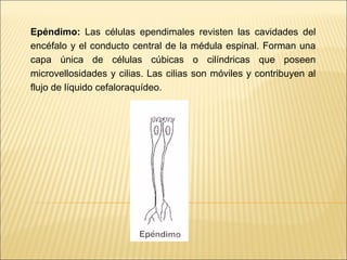 Anatomia de la neurona | PPT