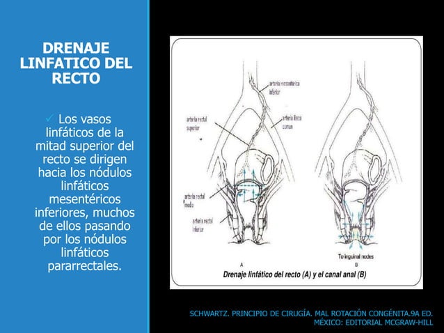 Anatomia del ano | PPTX