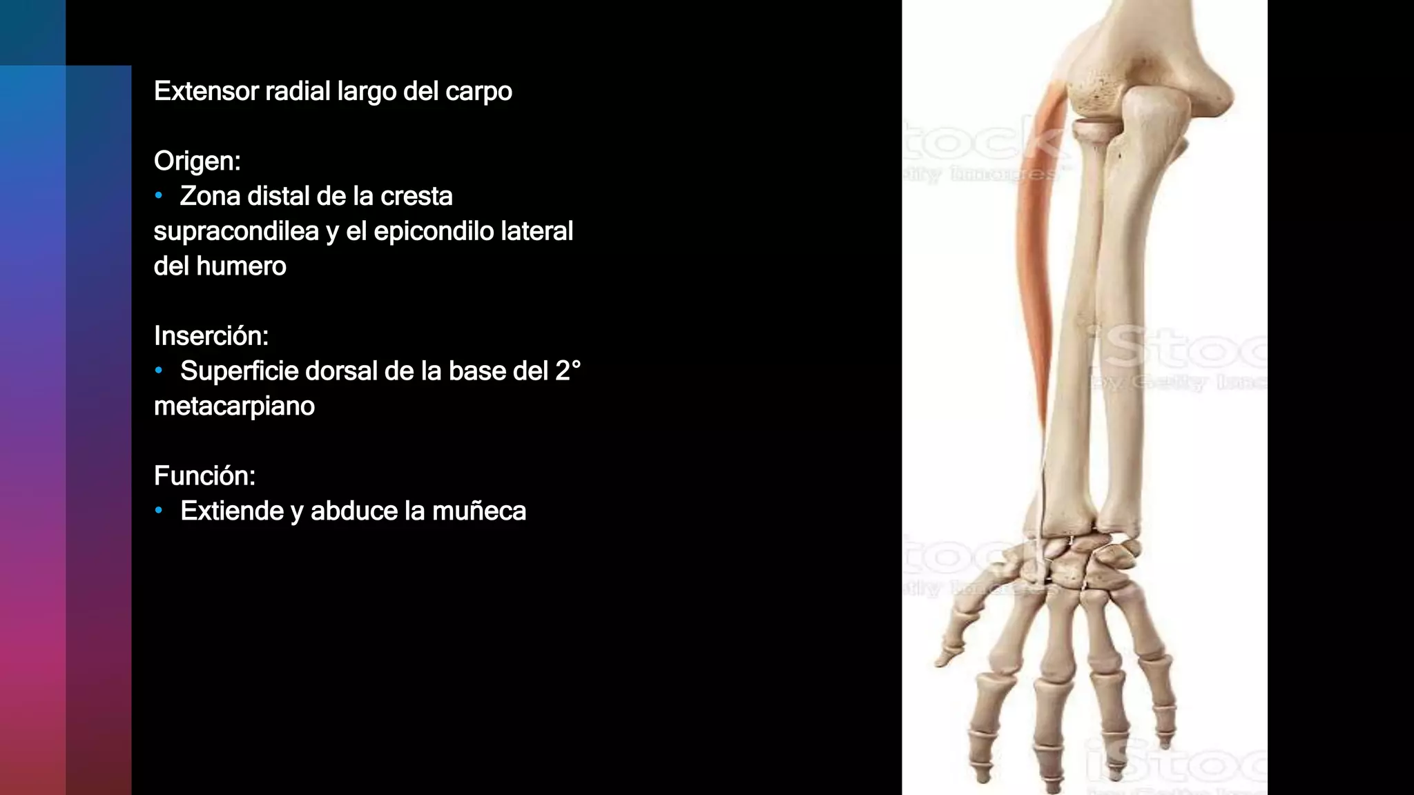 Anatomía del antebrazo, muñeca y mano.pptx