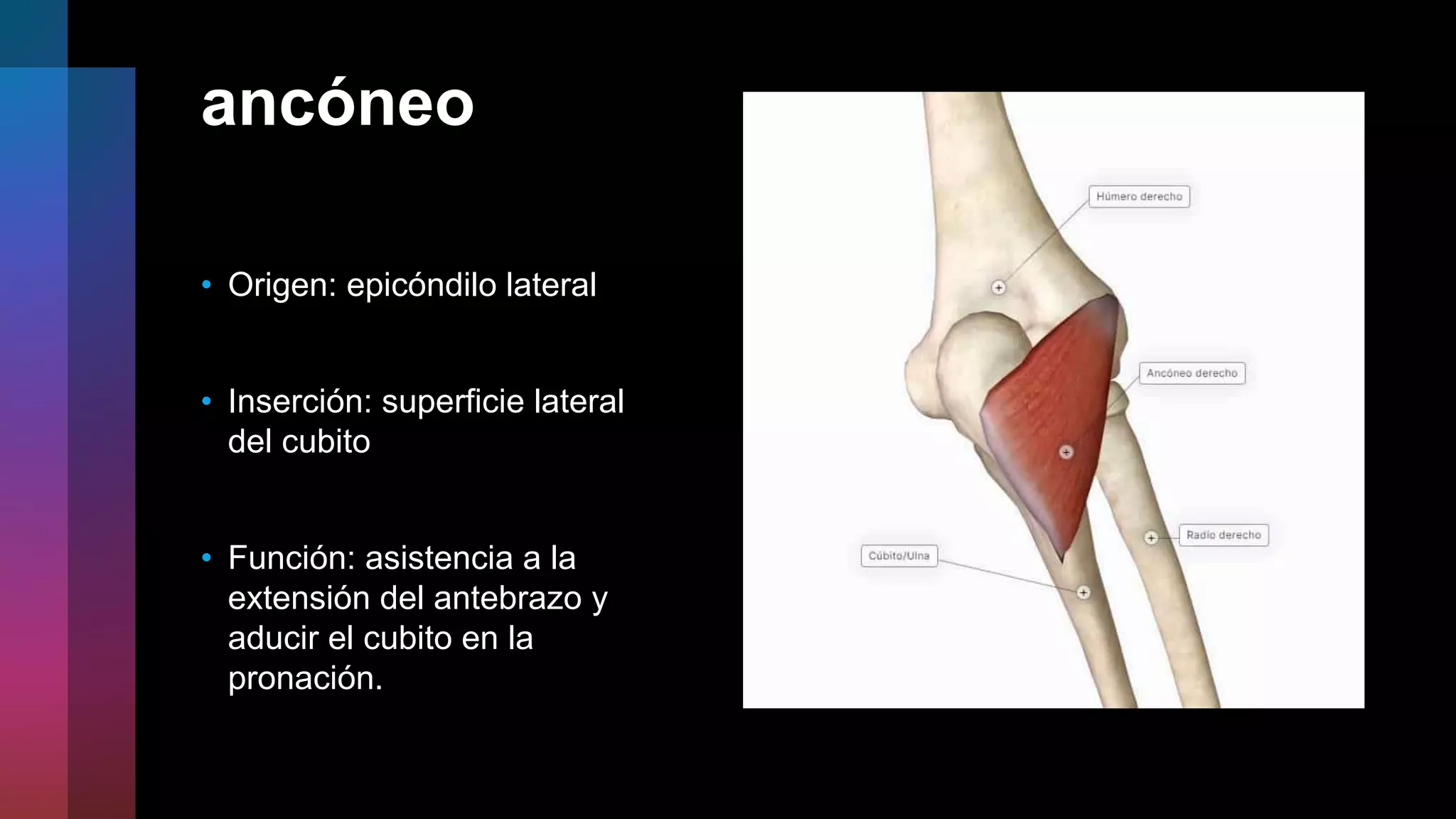 Anatomía del antebrazo, muñeca y mano.pptx