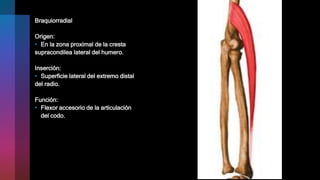 Anatomía del antebrazo, muñeca y mano.pptx