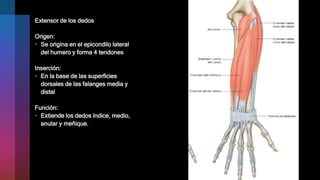 Anatomía del antebrazo, muñeca y mano.pptx