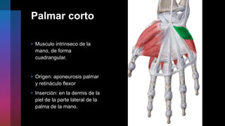 Anatomía del antebrazo, muñeca y mano.pptx