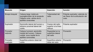 Anatomía del antebrazo, muñeca y mano.pptx