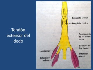 Comprehensive Anatomy of the Forearm and Hand: Bones, Muscles, Nerves ...