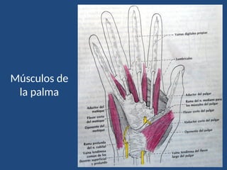 Comprehensive Anatomy of the Forearm and Hand: Bones, Muscles, Nerves ...