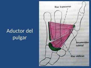 Comprehensive Anatomy of the Forearm and Hand: Bones, Muscles, Nerves ...