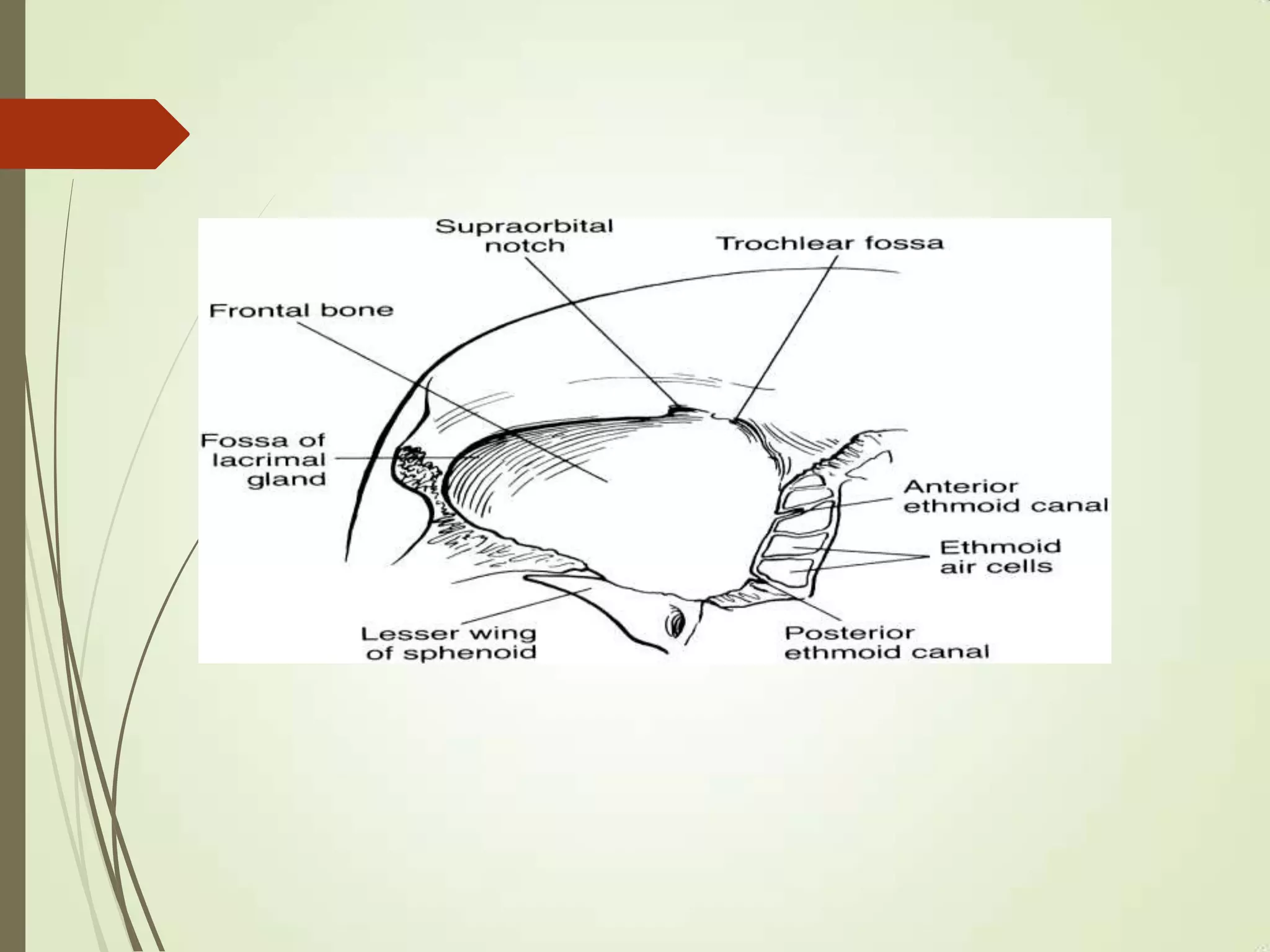 Anatomia de la orbita | PPTX
