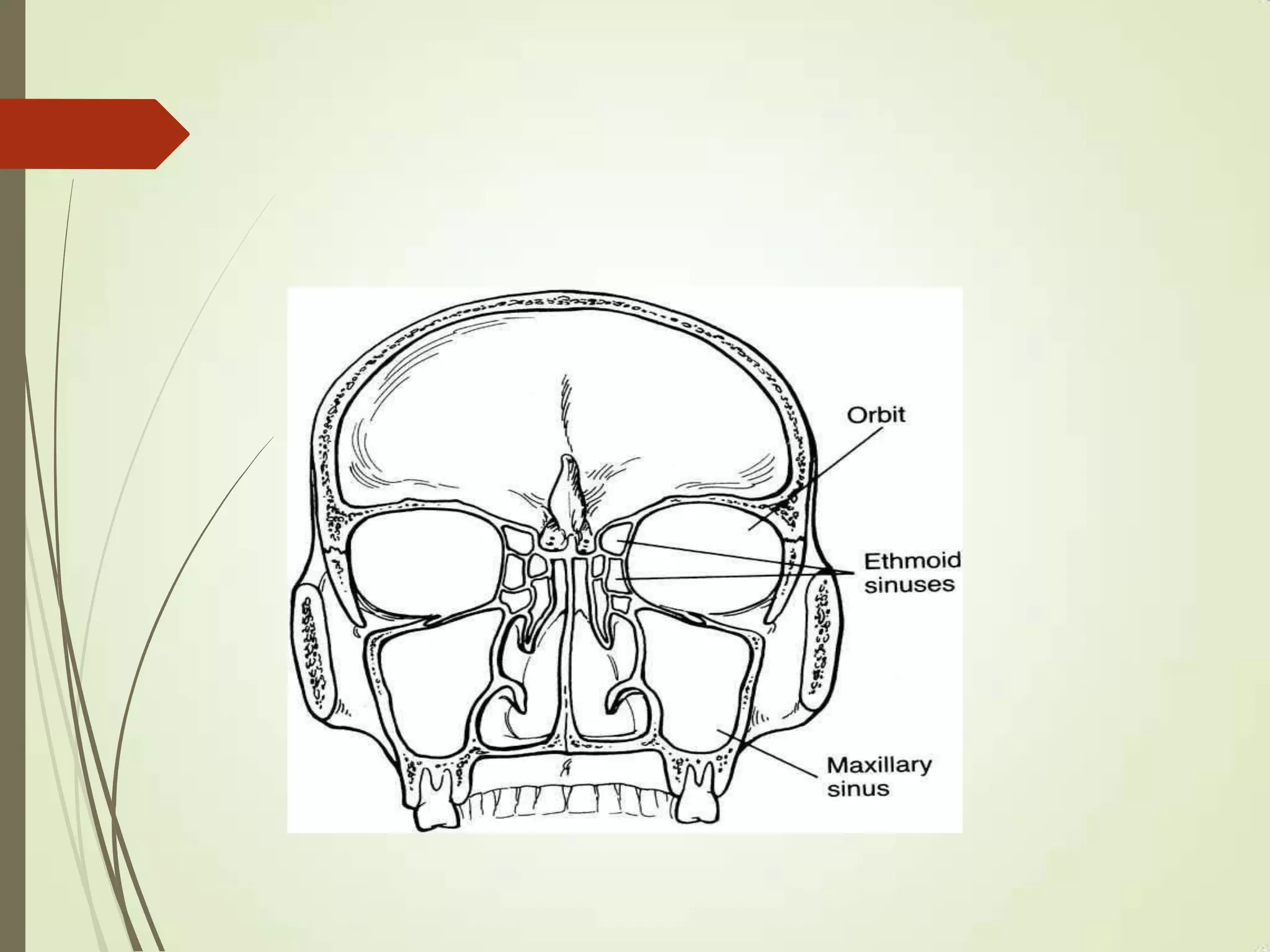 Anatomia de la orbita | PPTX