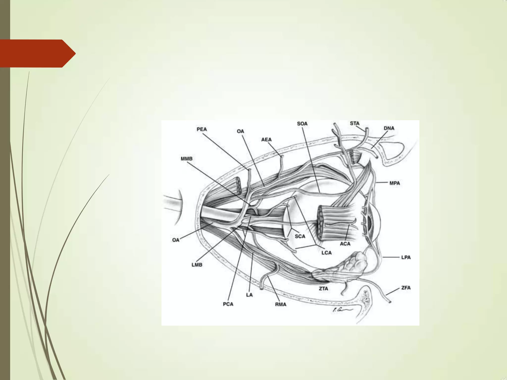 Anatomia de la orbita | PPTX