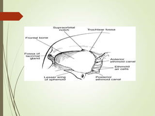 Anatomia de la orbita | PPTX