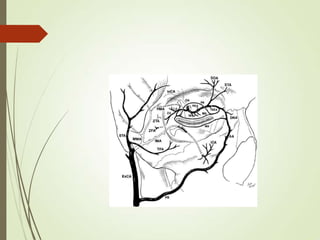 Anatomia de la orbita | PPTX