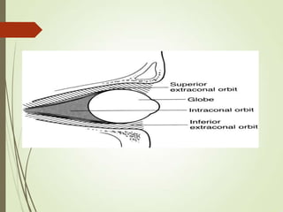 Anatomia de la orbita | PPTX