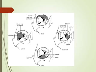 Anatomia de la orbita | PPTX