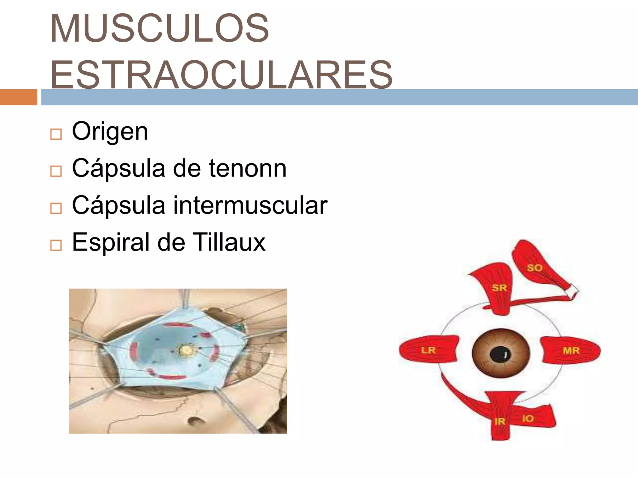 Anatomia de la orbita ocp | PPT