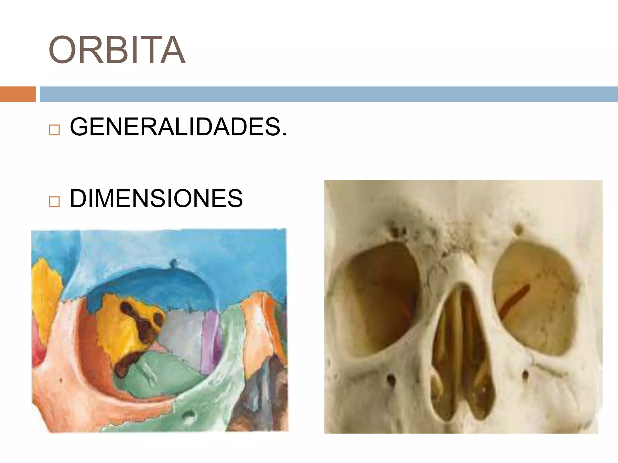 Anatomia de la orbita ocp | PPTX