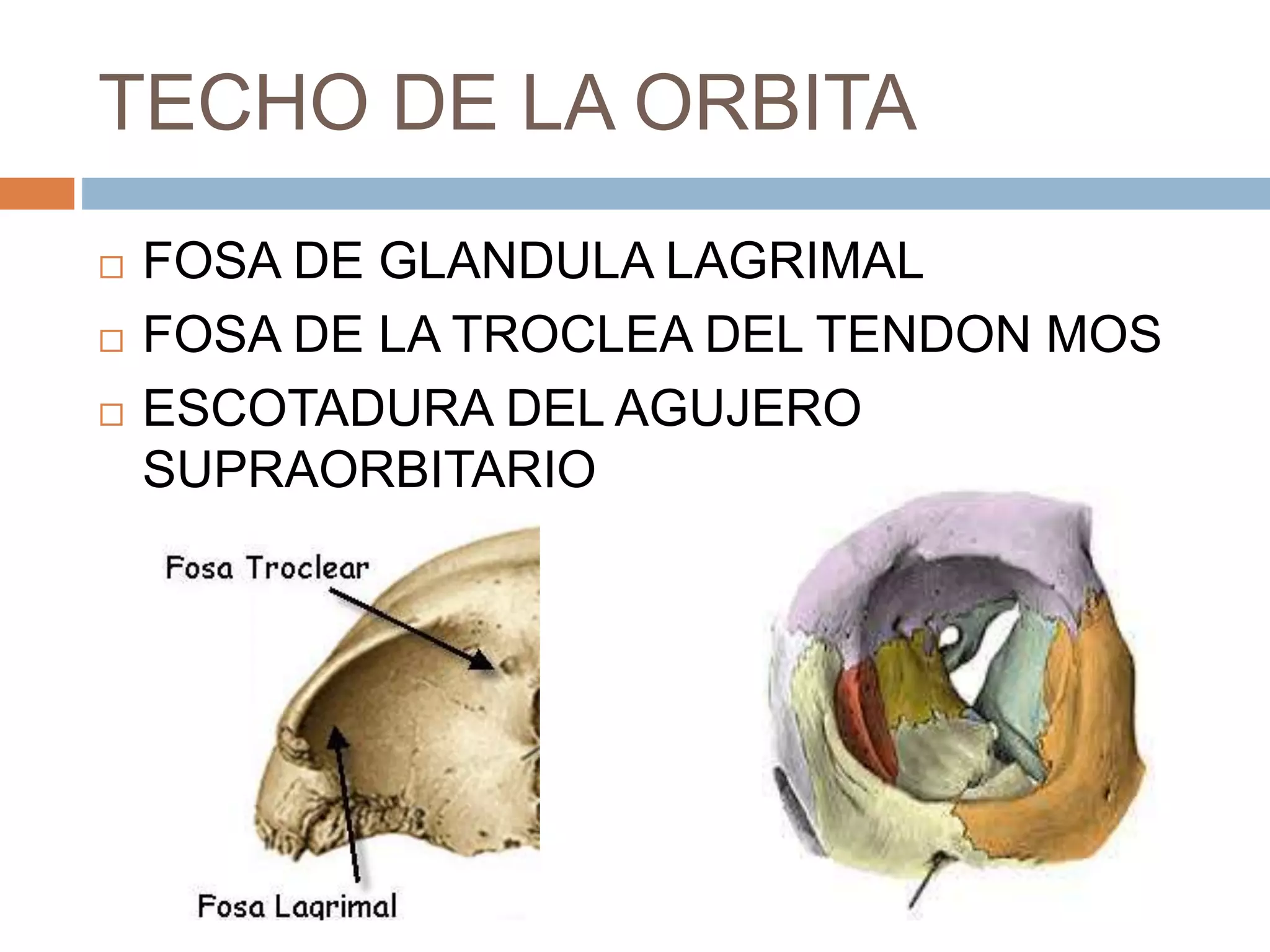 Anatomia de la orbita ocp | PPTX