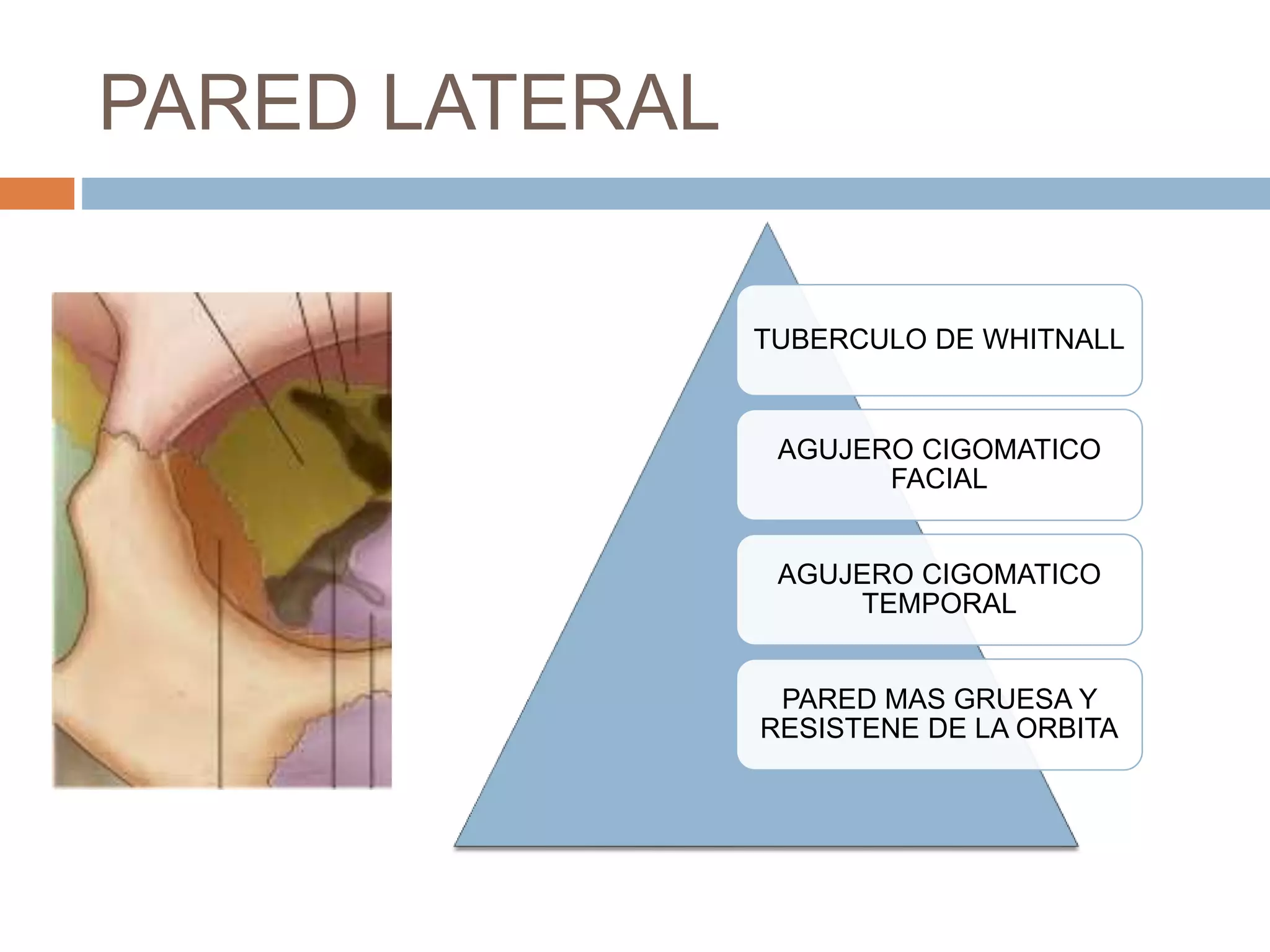 Anatomia de la orbita ocp | PPTX