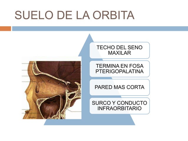 Anatomia de la orbita ocp | PPT