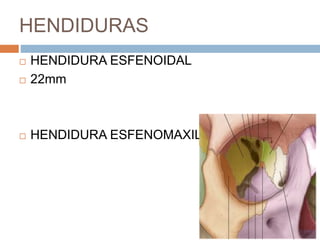 Anatomia de la orbita ocp | PPTX