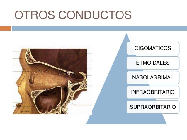 Anatomia de la orbita ocp