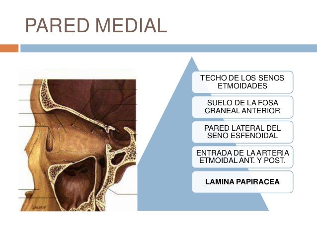 Anatomia de la orbita ocp