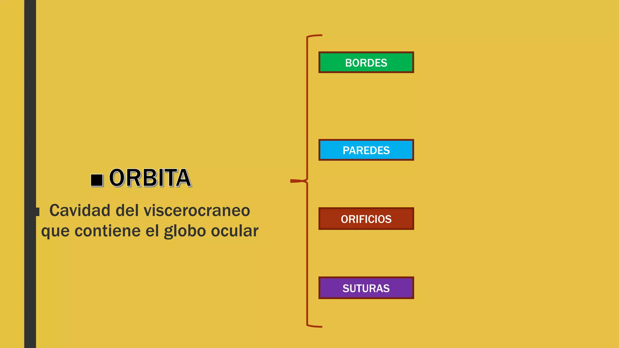Anatomia de la orbita y sus componentes. | PPT