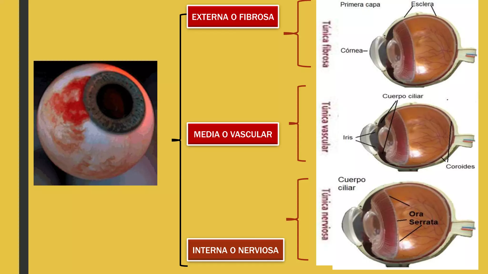 Anatomia de la orbita y sus componentes. | PPT