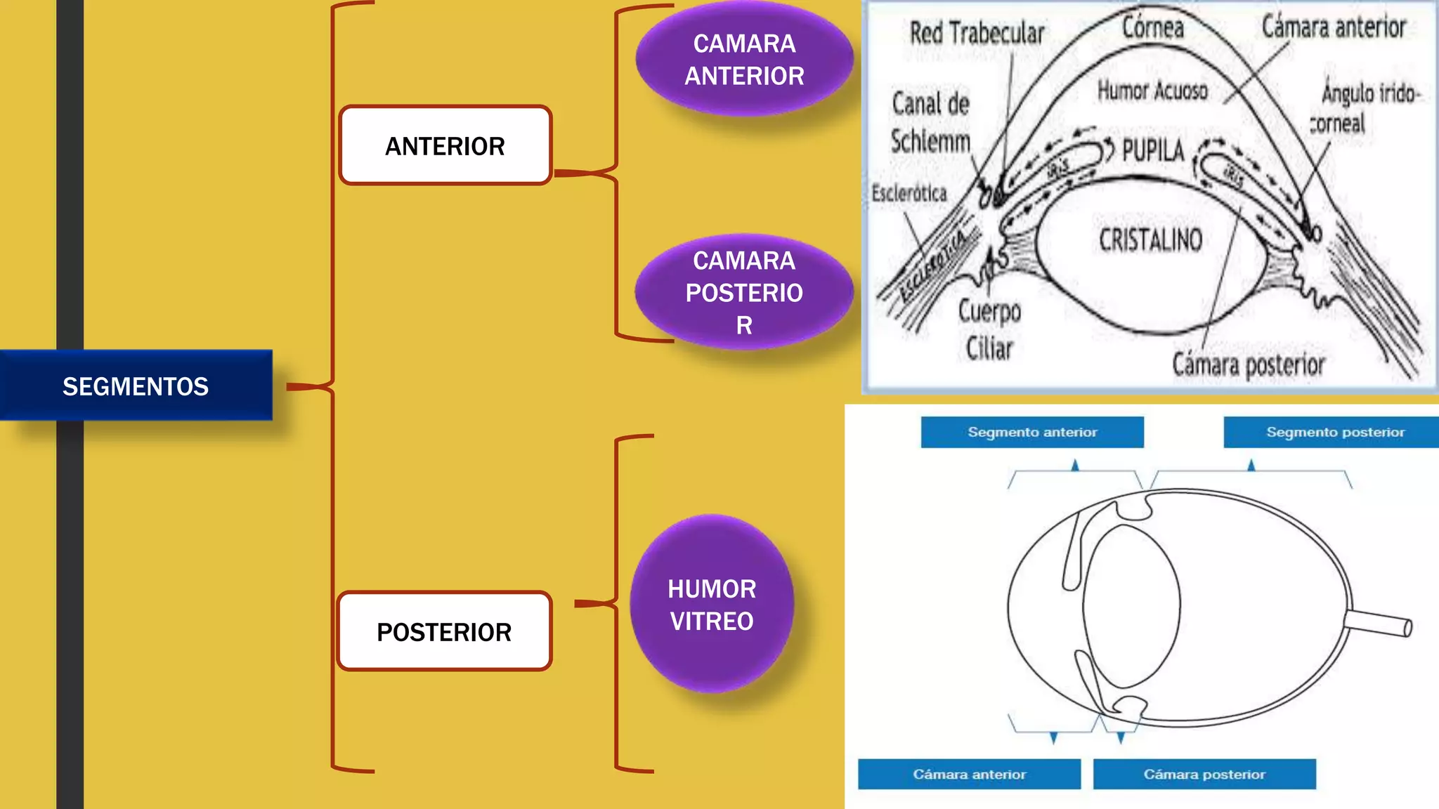 Anatomia de la orbita y sus componentes. | PPT