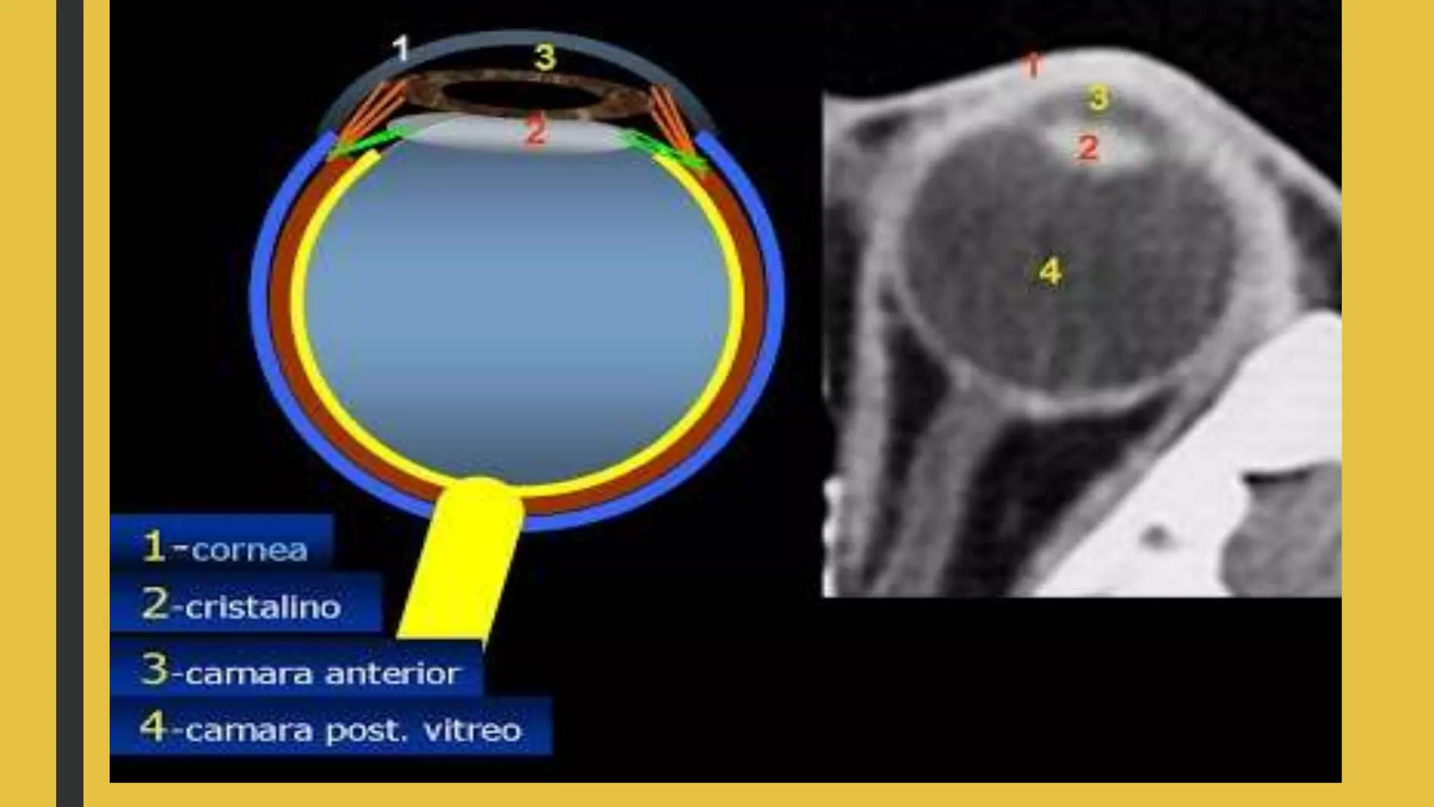 Anatomia de la orbita y sus componentes. | PPT