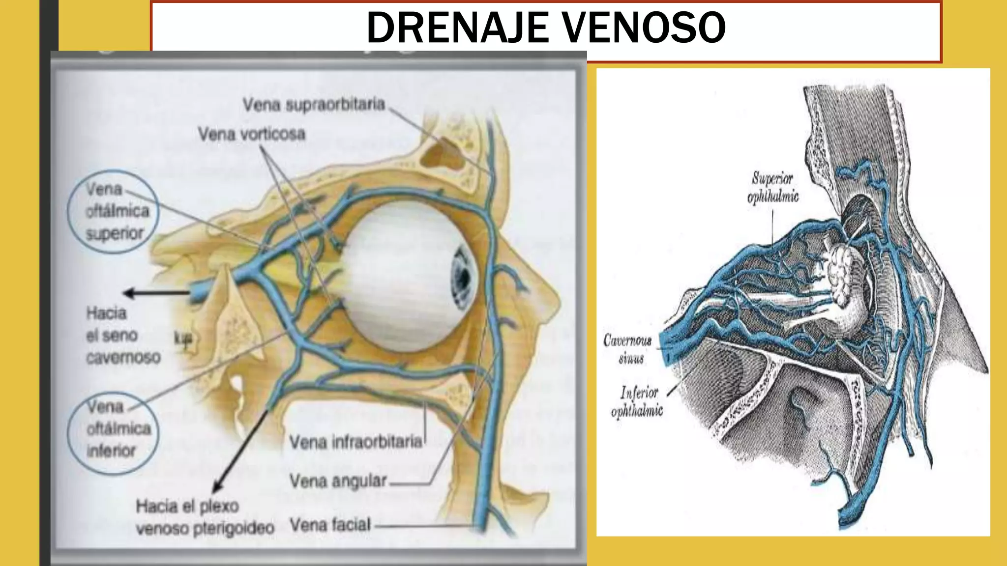 Anatomia de la orbita y sus componentes. | PPT